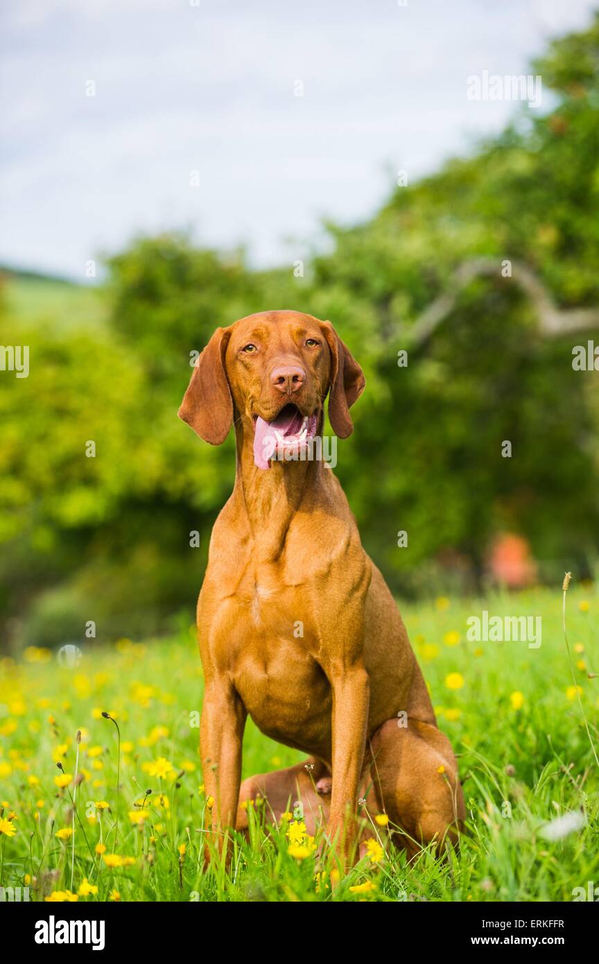sitting shorthaired Magyar Vizsla Stock Photo - Alamy