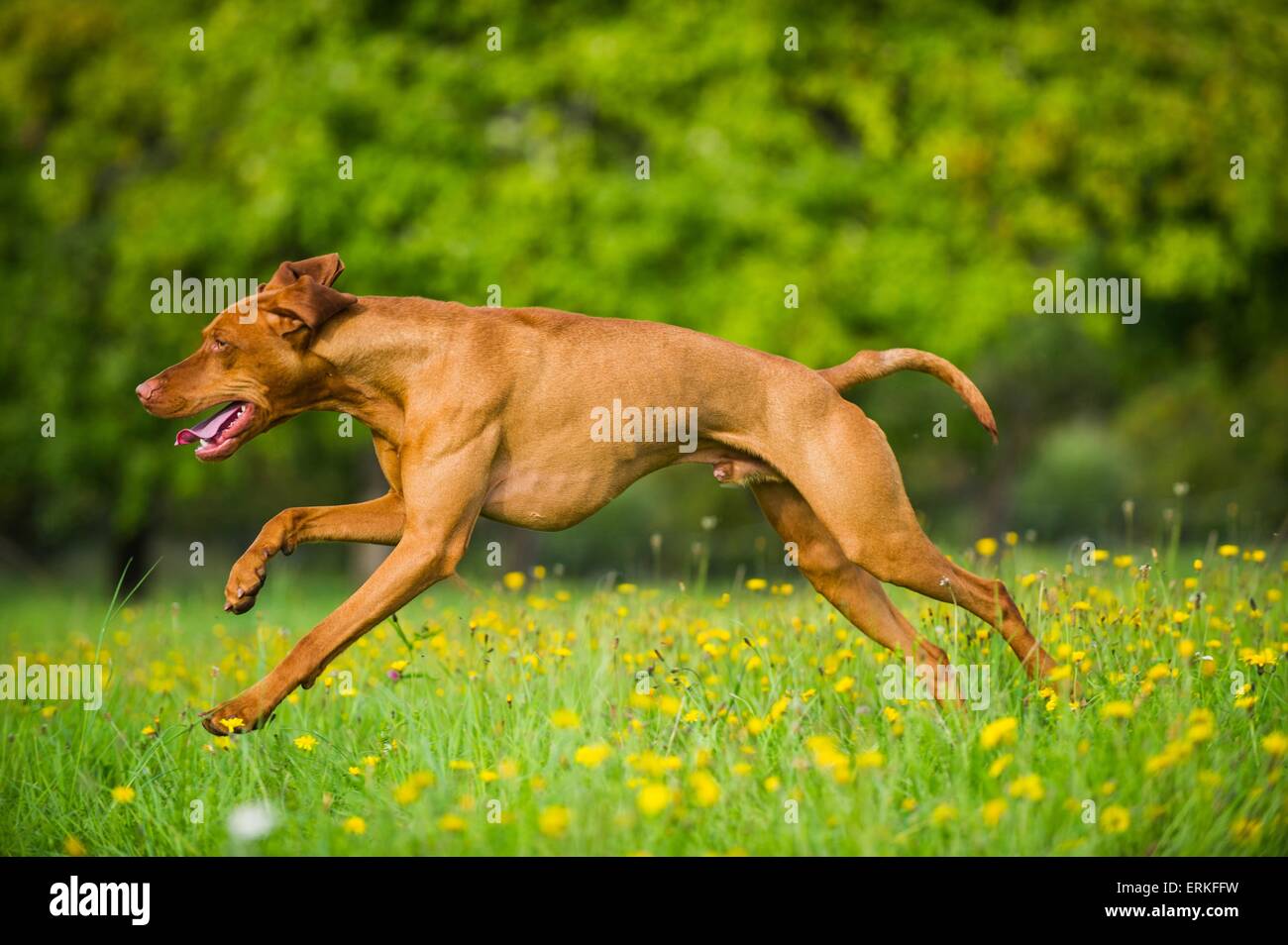 running shorthaired Magyar Vizsla Stock Photo - Alamy