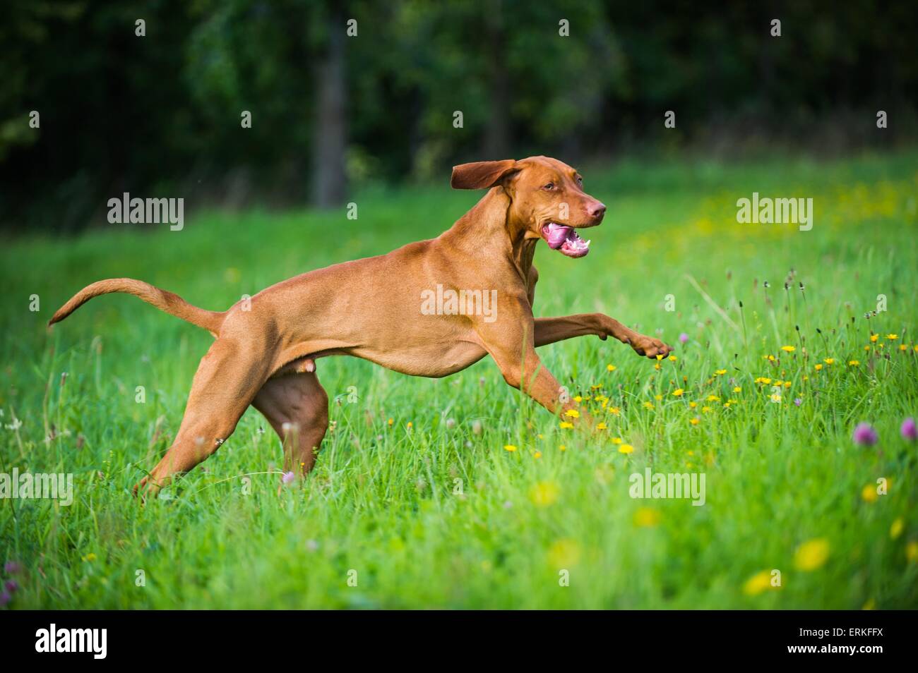 running shorthaired Magyar Vizsla Stock Photo - Alamy