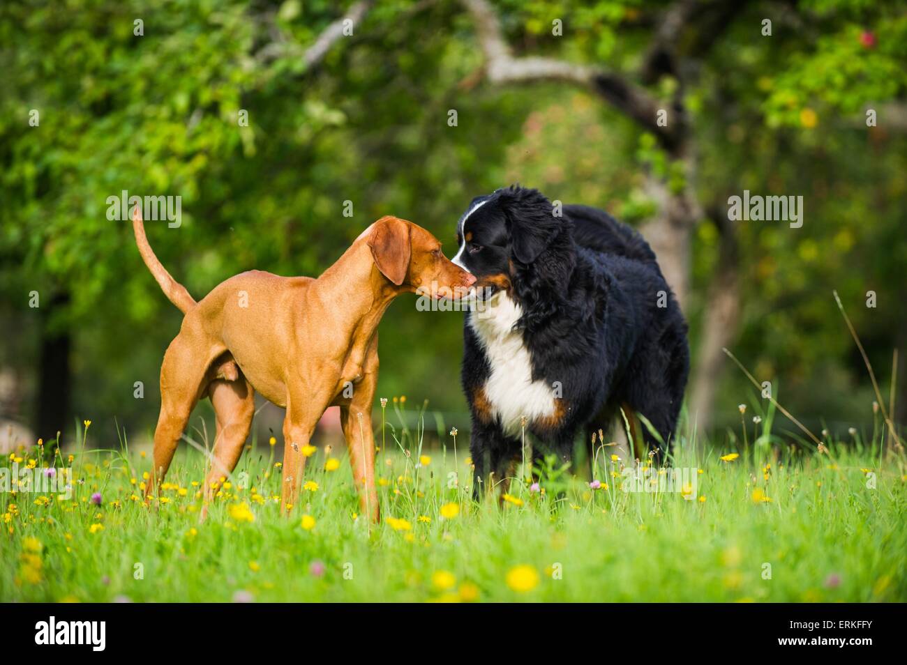 Large sized dogs hi-res stock photography and images - Alamy