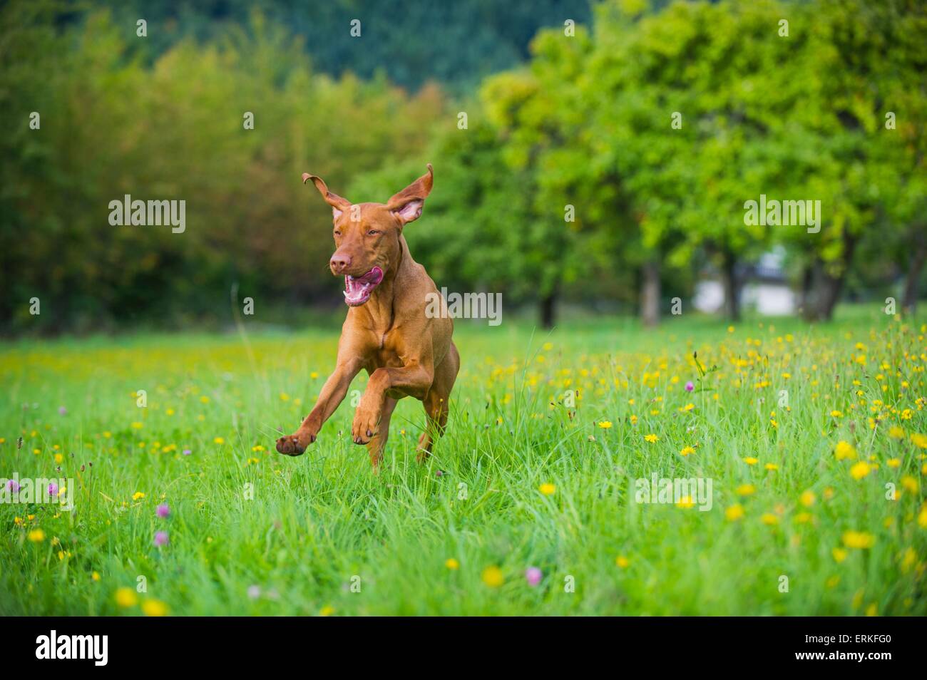 running shorthaired Magyar Vizsla Stock Photo - Alamy