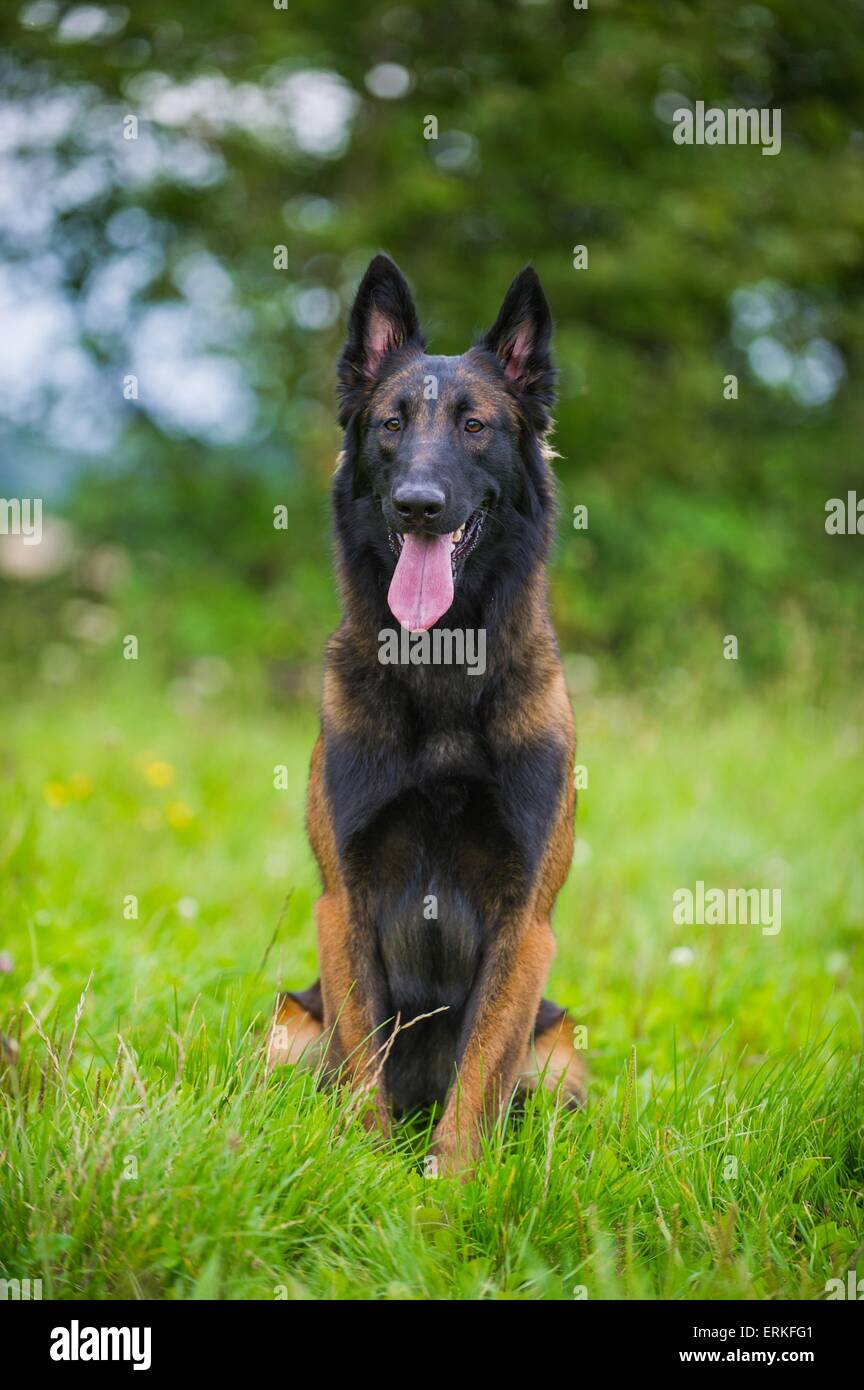 Malinois Sitting High Resolution Stock Photography and Images - Alamy