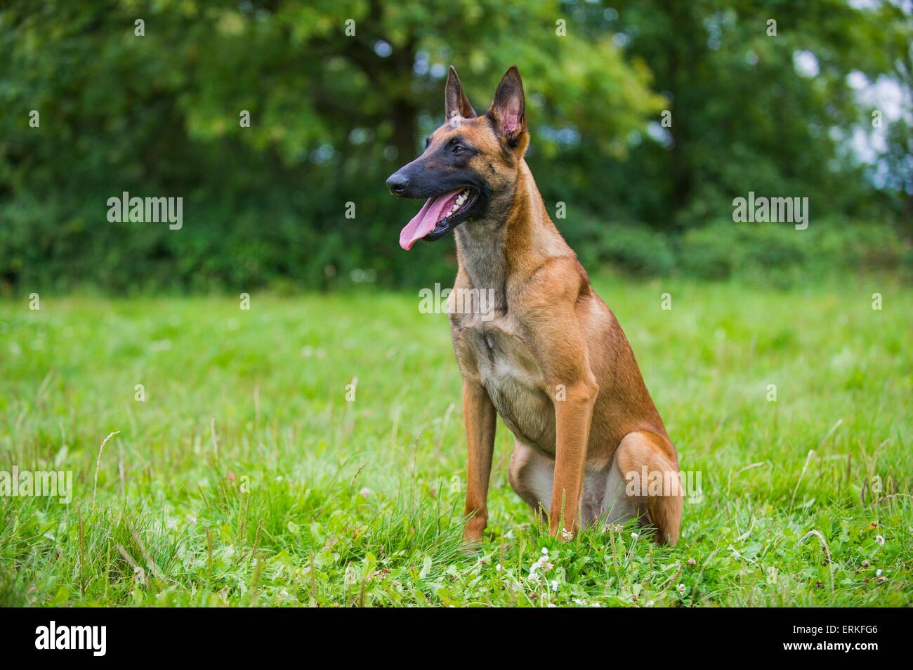 Belgian malinois dog sits hi-res stock photography and images - Alamy