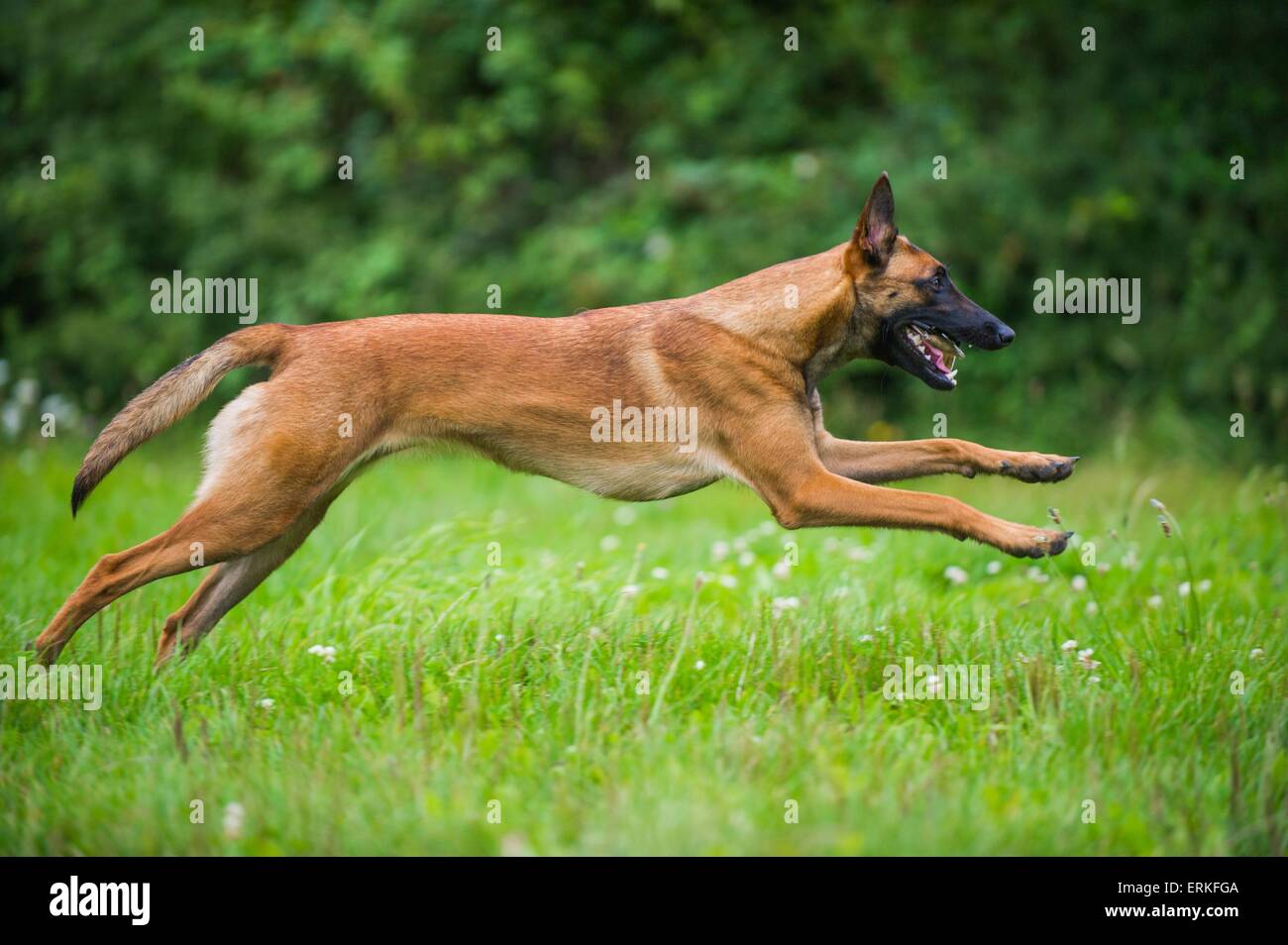 Running malinois hi-res stock photography and images - Alamy