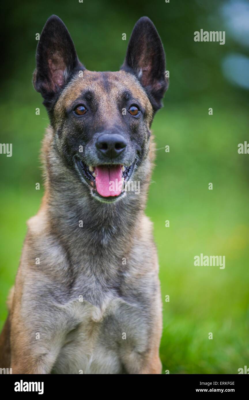 Belgian Malinois High Resolution Stock Photography and Images - Alamy