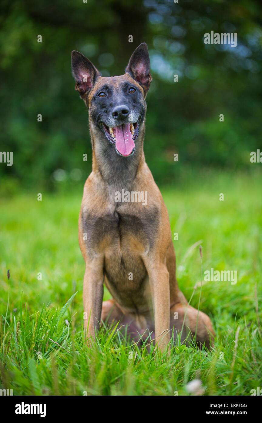 Malinois Sitting High Resolution Stock Photography and Images - Alamy