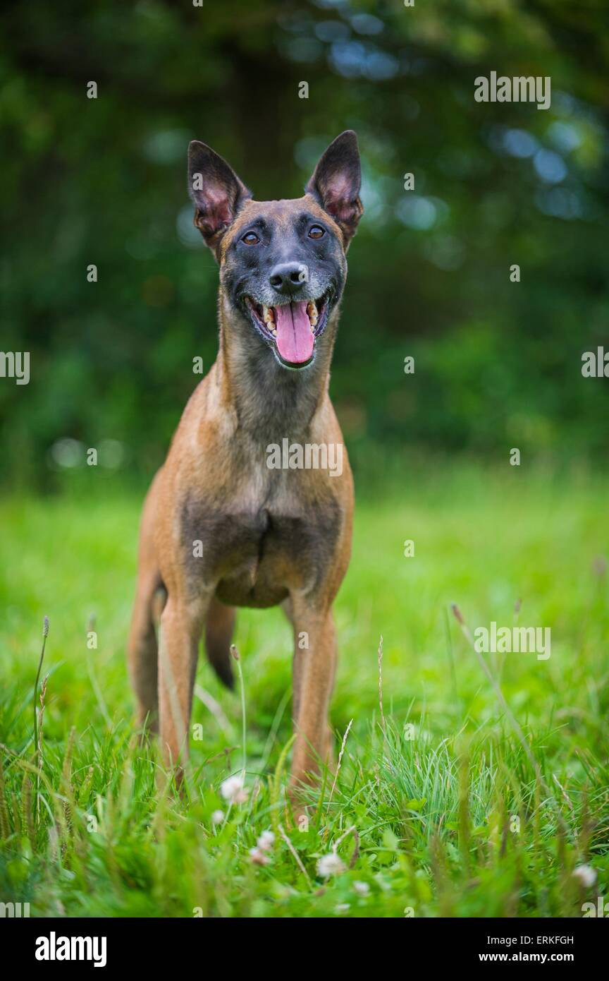 Malinois nature hi-res stock photography and images - Alamy
