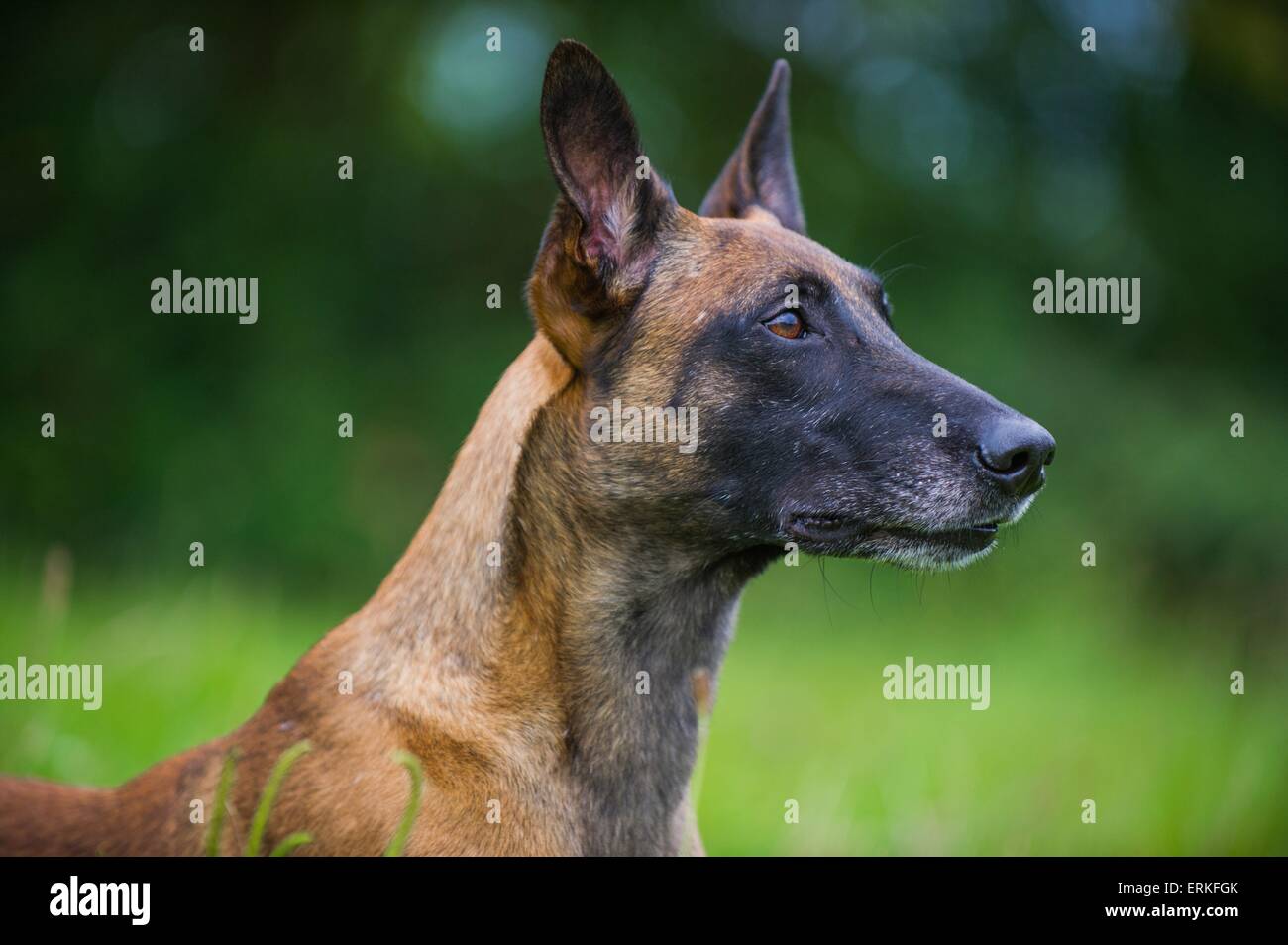 Head portrait belgian malinois hi-res stock photography and images - Alamy