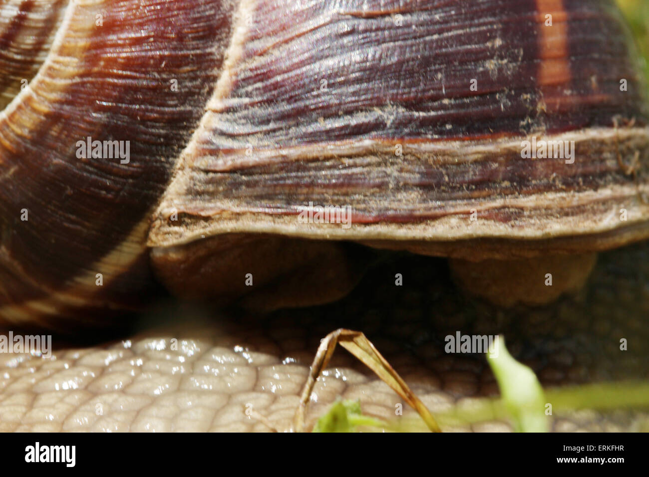 Hermaphrodite sea slug hi-res stock photography and images - Alamy