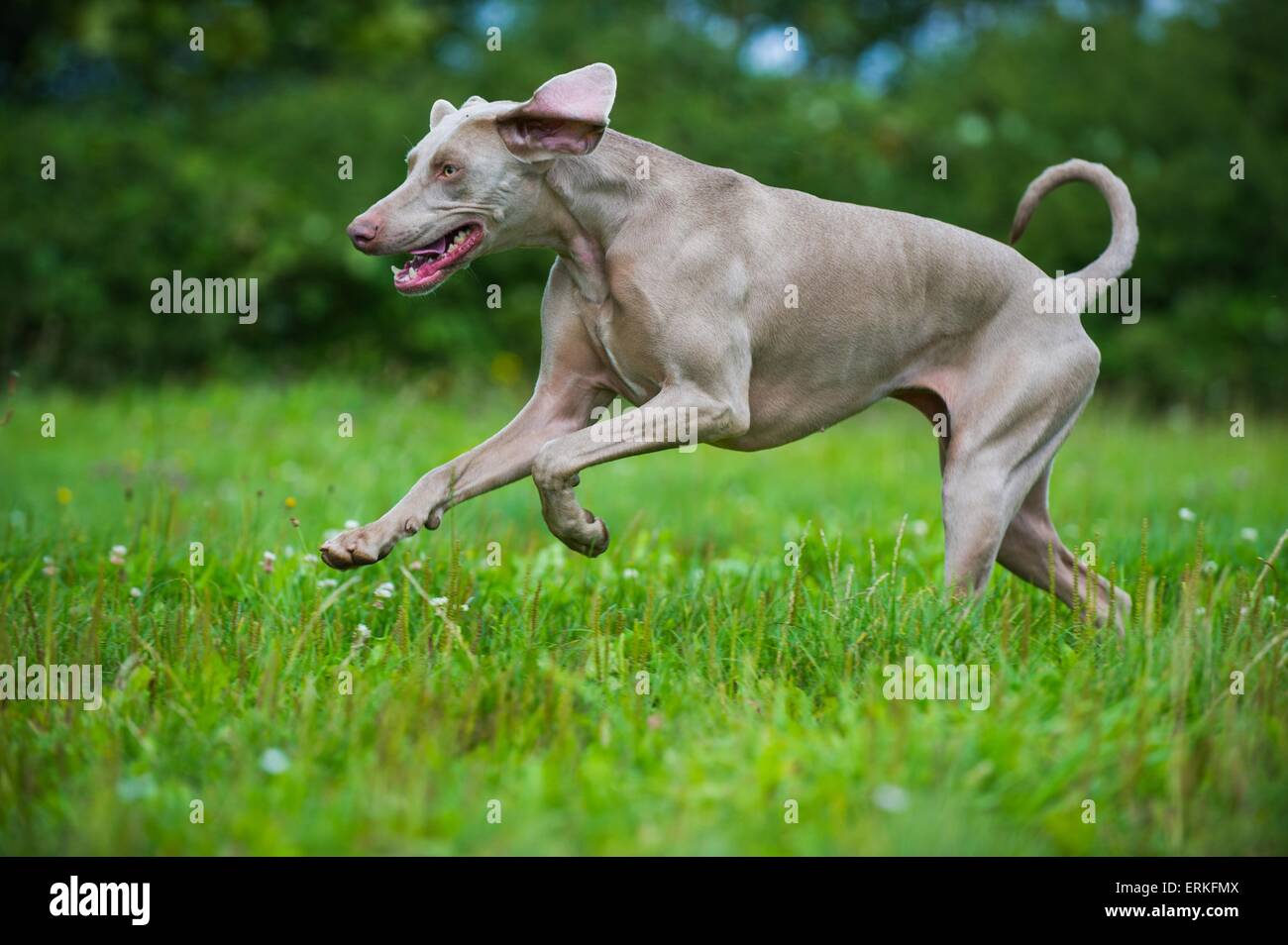 running shorthaired Weimaraner Stock Photo - Alamy