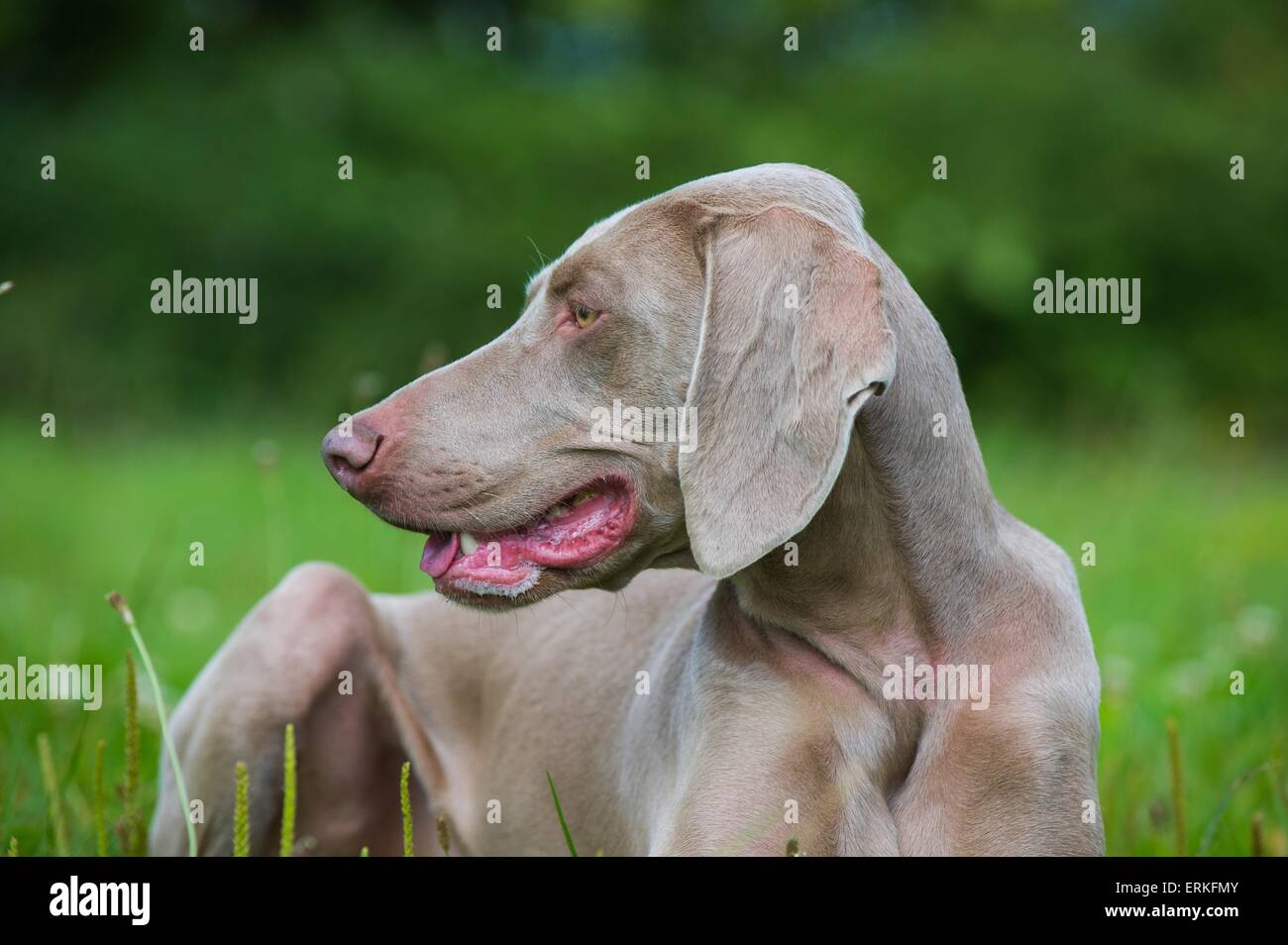 shorthaired Weimaraner portrait Stock Photo - Alamy