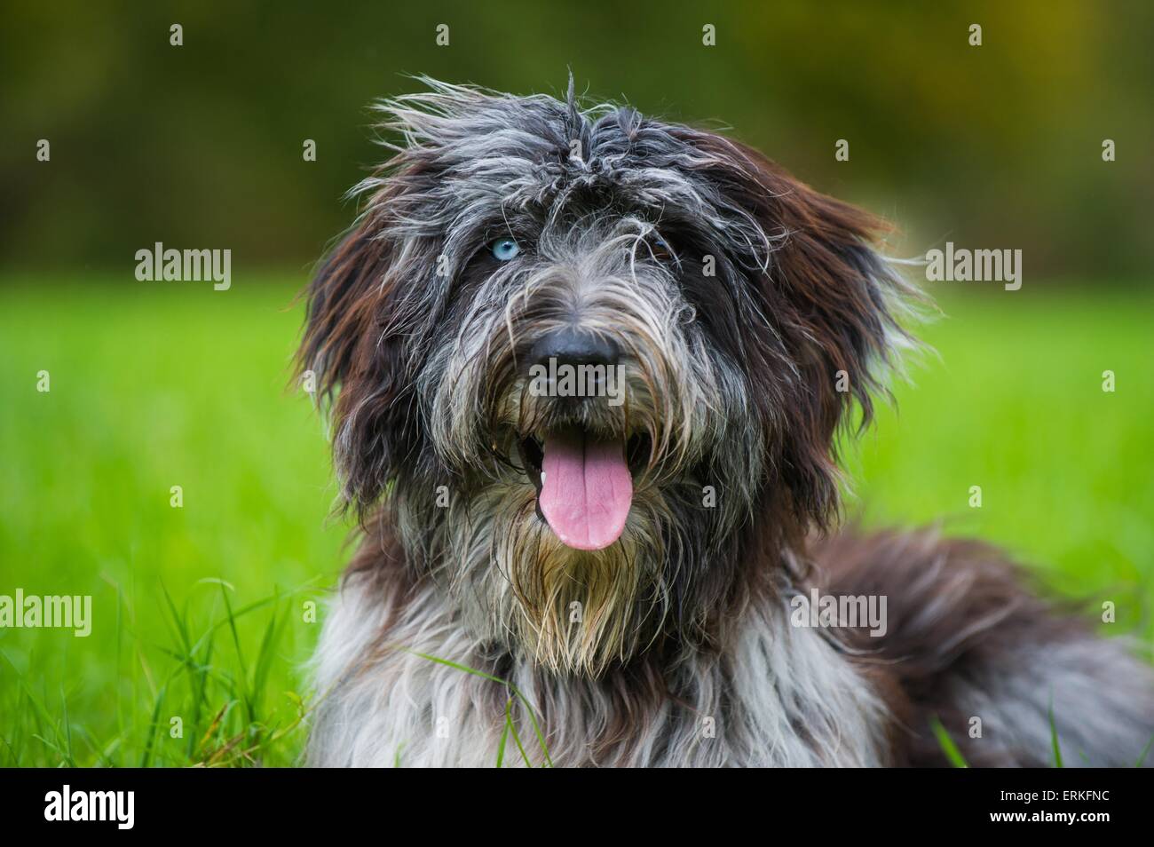 Waeller portrait dog dogs hi-res stock photography and images - Alamy