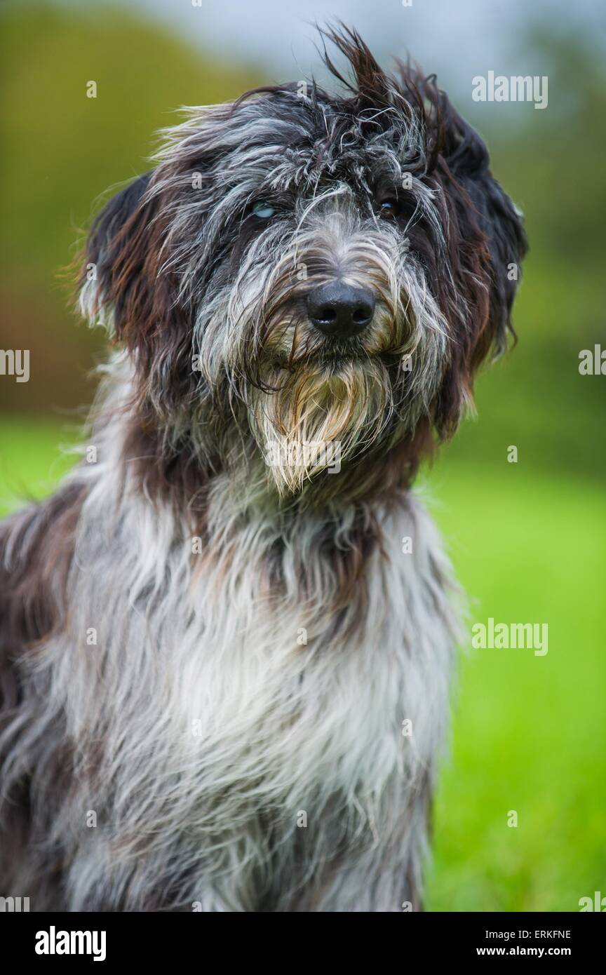 Waeller Sheepdog Portrait Stock Photo - Alamy