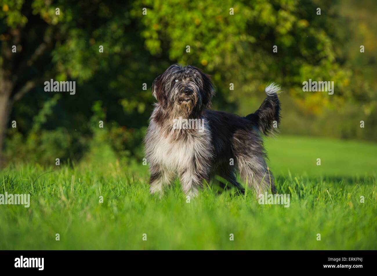 Sheepdog meadow hi-res stock photography and images - Alamy
