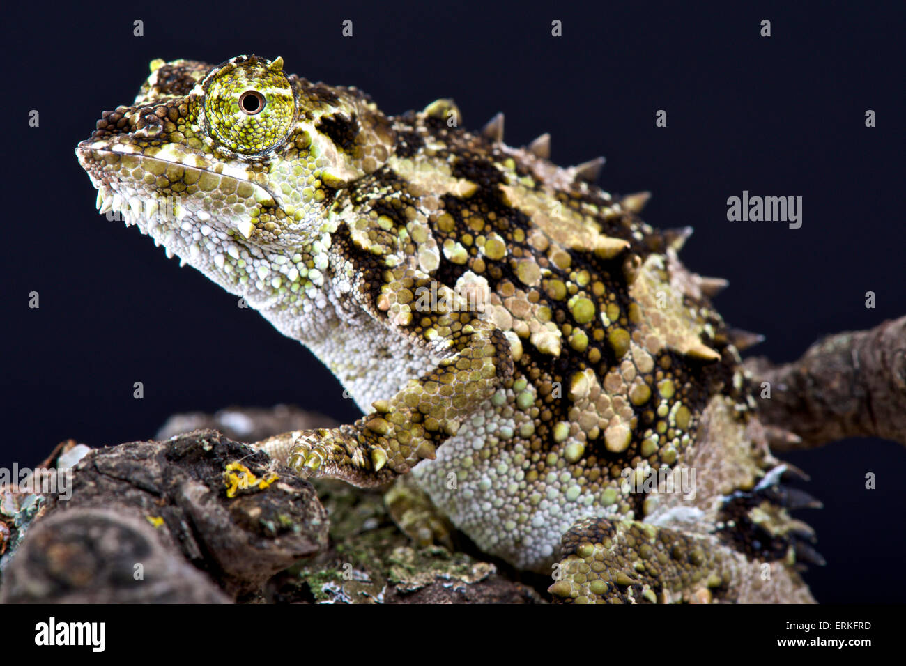 Spiny chameleon hi-res stock photography and images - Alamy