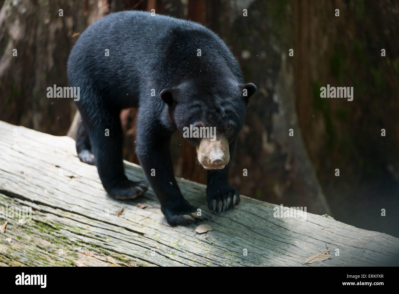 Bornean Sun Bear, Helarctos malayanus, relaxing on log at the Bornean ...
