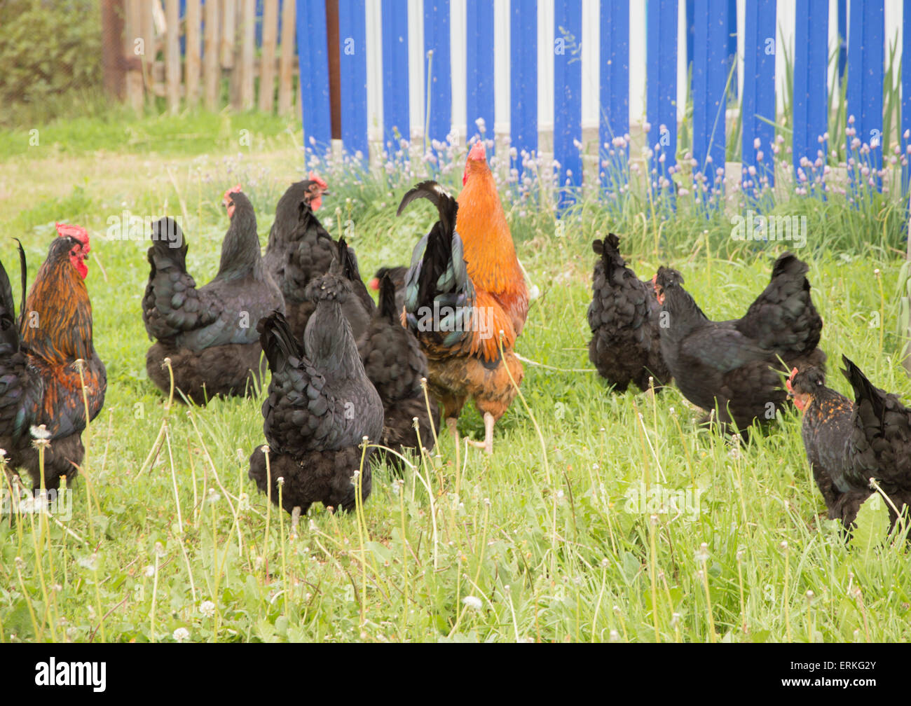 Red rooster hi-res stock photography and images - Alamy