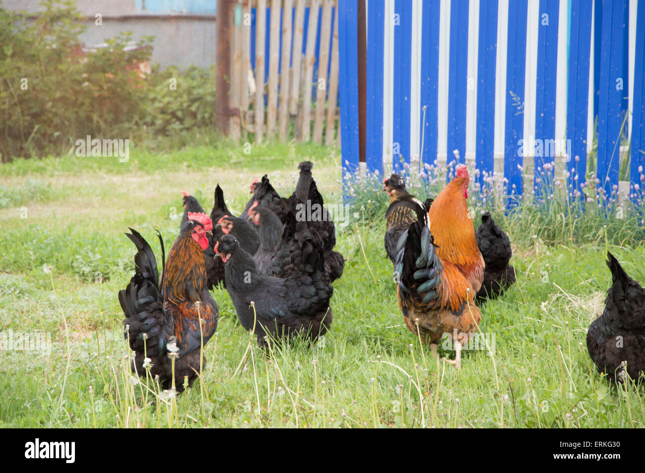 Red rooster hi-res stock photography and images - Alamy