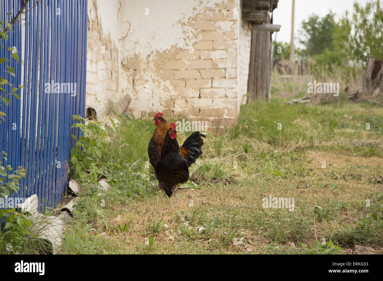 Red rooster hi-res stock photography and images - Alamy