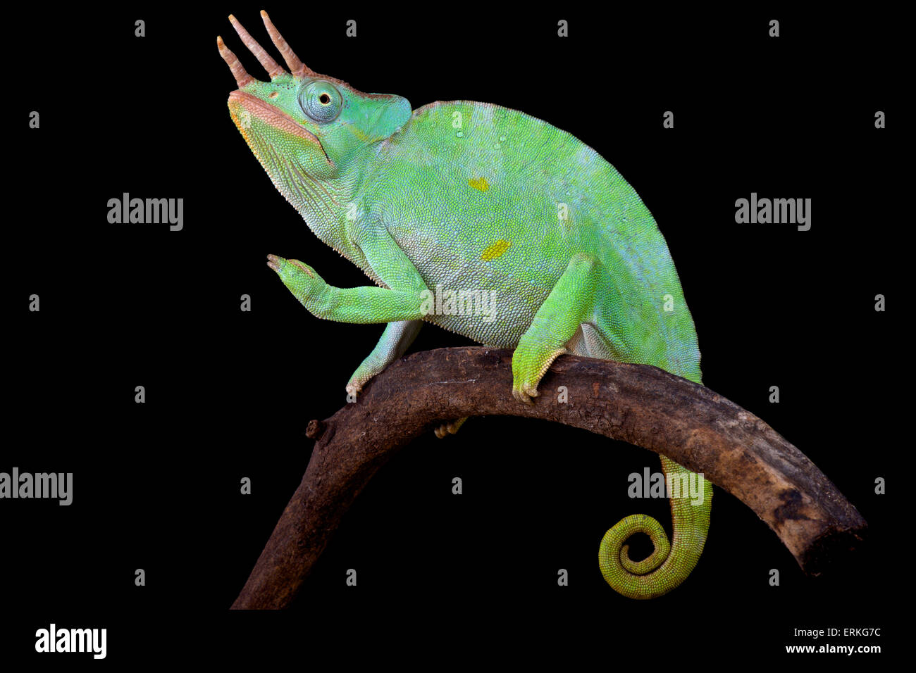 Three horned chameleon hi-res stock photography and images - Alamy