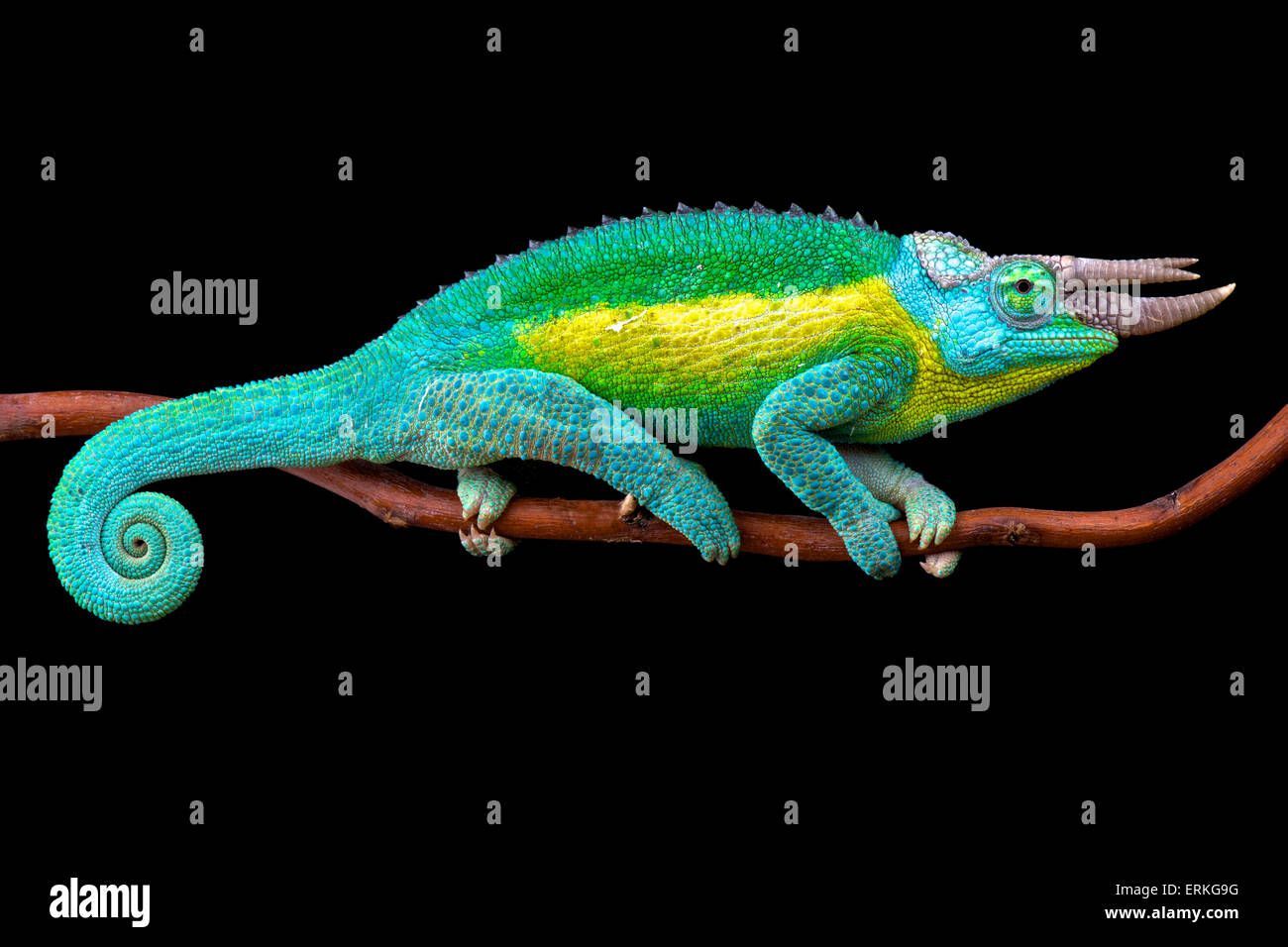 Jackson's chameleon (Trioceros jacksonii jacksonii Stock Photo - Alamy
