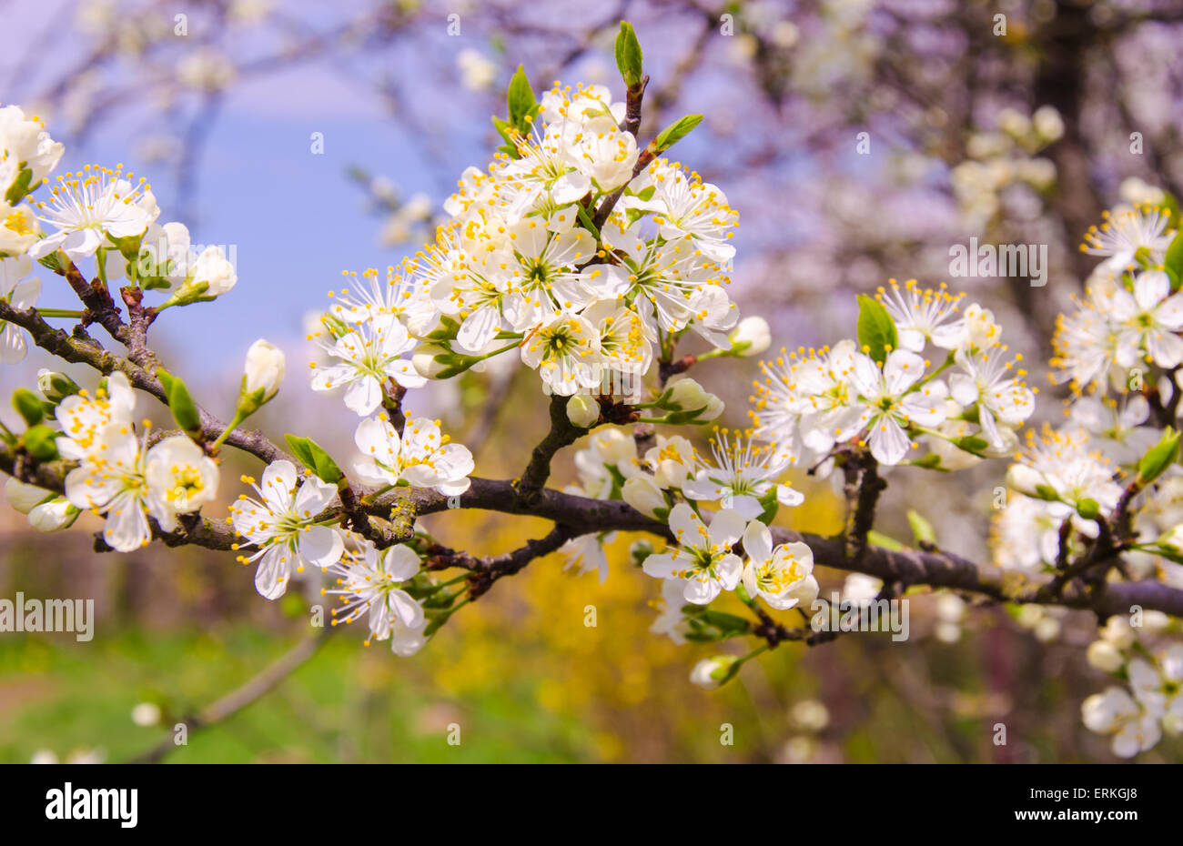 Spring Cherry Tree Stock Photo - Alamy