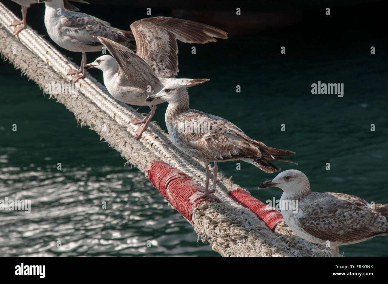 Yellow-legged gulls are large gulls living around the Mediterranean and ...