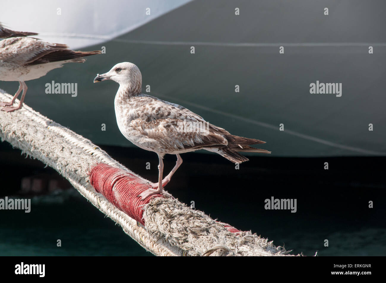 Yellow-legged gulls are large gulls living around the Mediterranean and ...