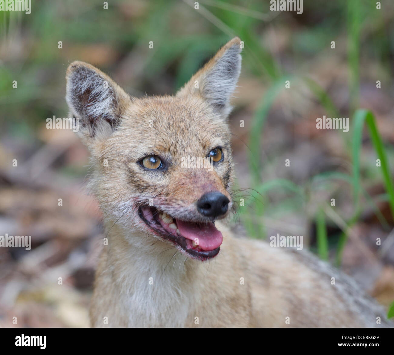 Jackal Head High Resolution Stock Photography and Images - Alamy