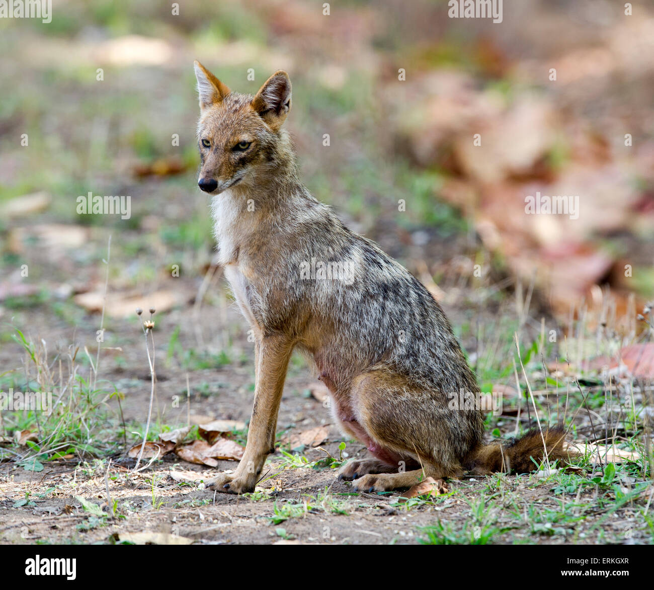 Indian jackal / Golden Jackal sitting and watching Stock Photo - Alamy