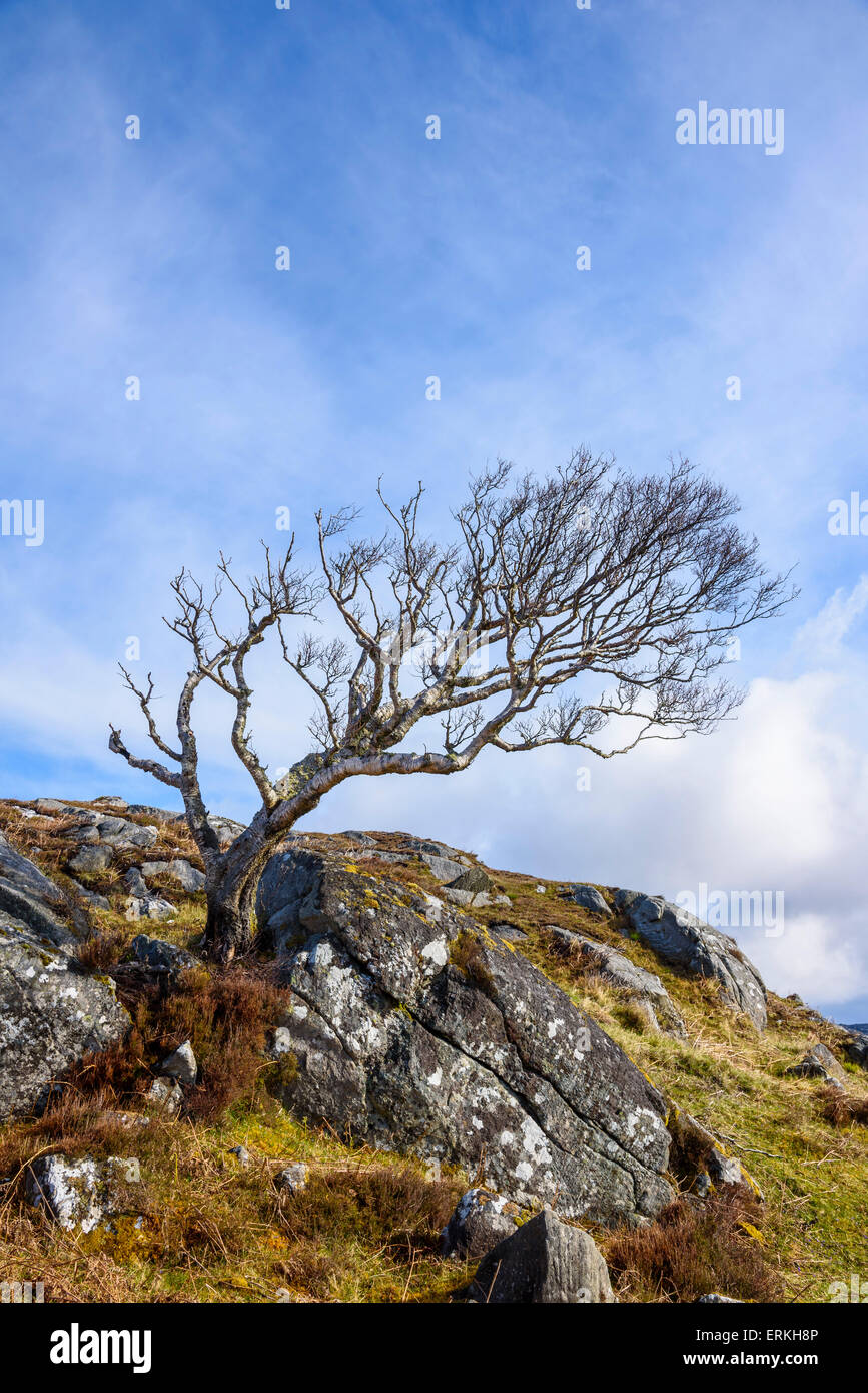 Windblown tree, Ardnamurchan Peninsula, Lochaber, Highlands, Scotland ...