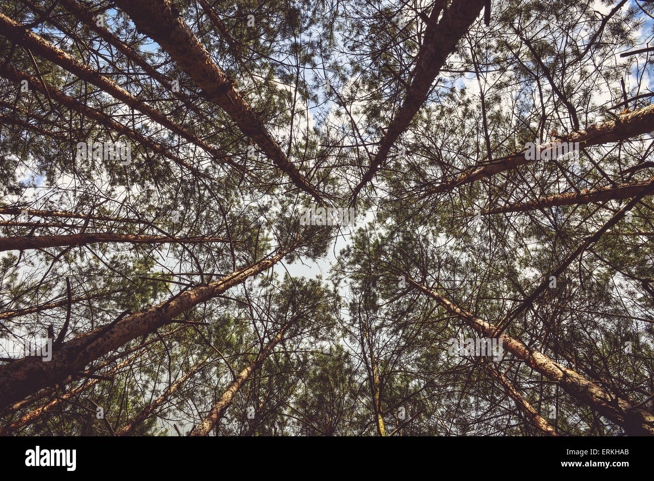 Photo of the forest taken from down below showing nice and rare ...