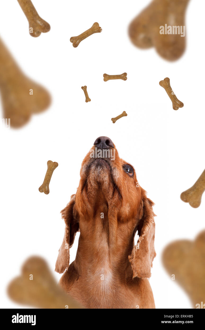 Dog food treats falling, dropping down, cocker looking, isolated on ...