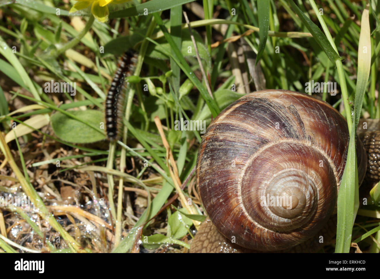 Snail larva hi-res stock photography and images - Alamy