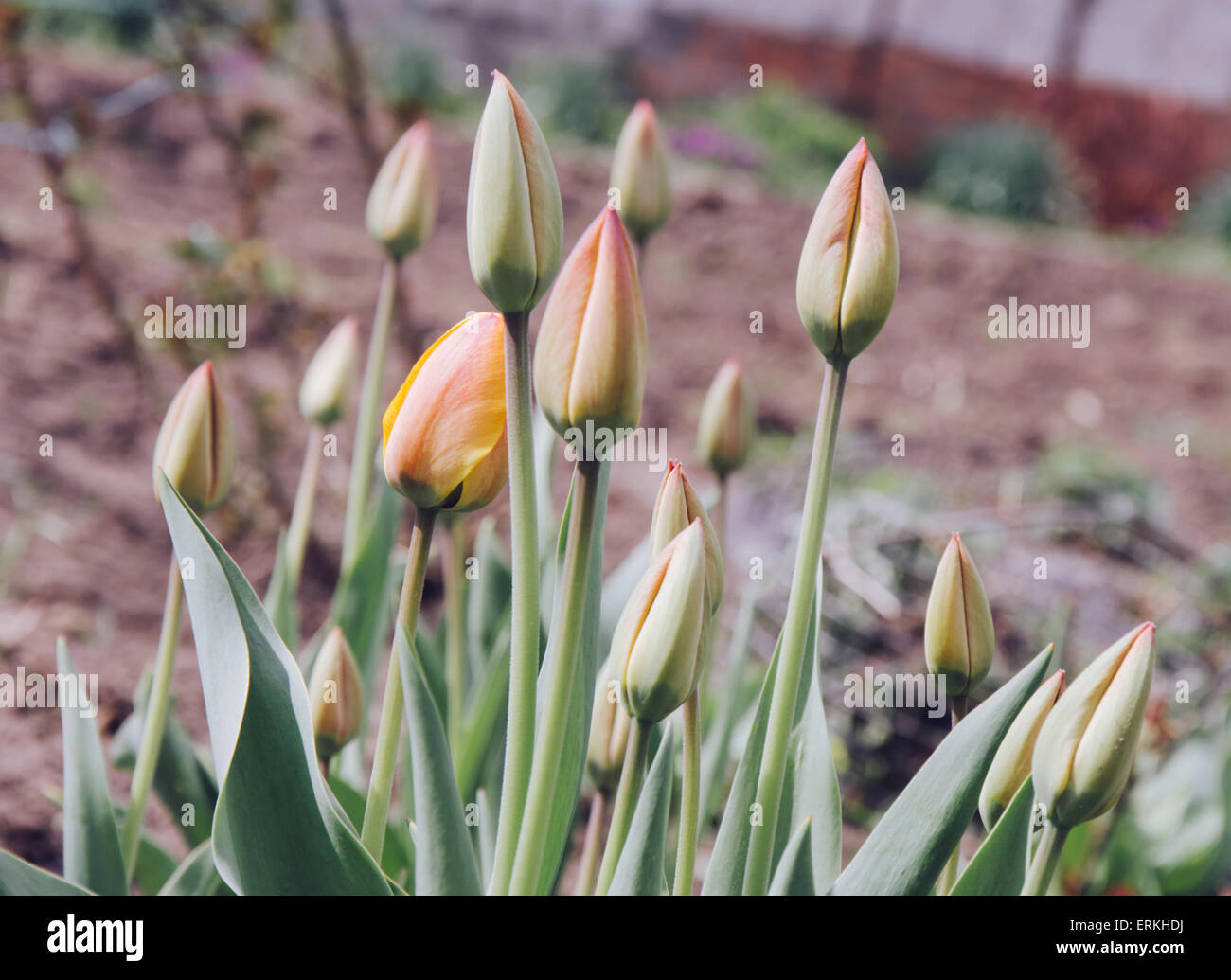 Head tulip hi-res stock photography and images - Alamy
