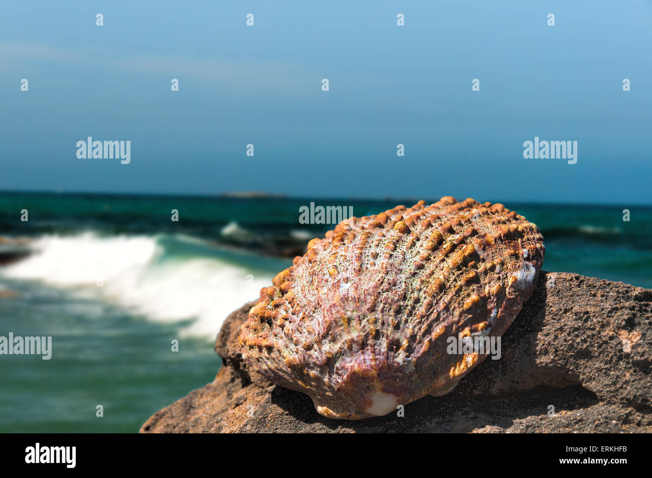Big sea shell lying on a rock against the backdrop of the incident wave ...