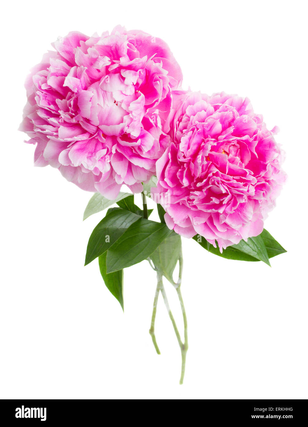 pink peonies Stock Photo - Alamy