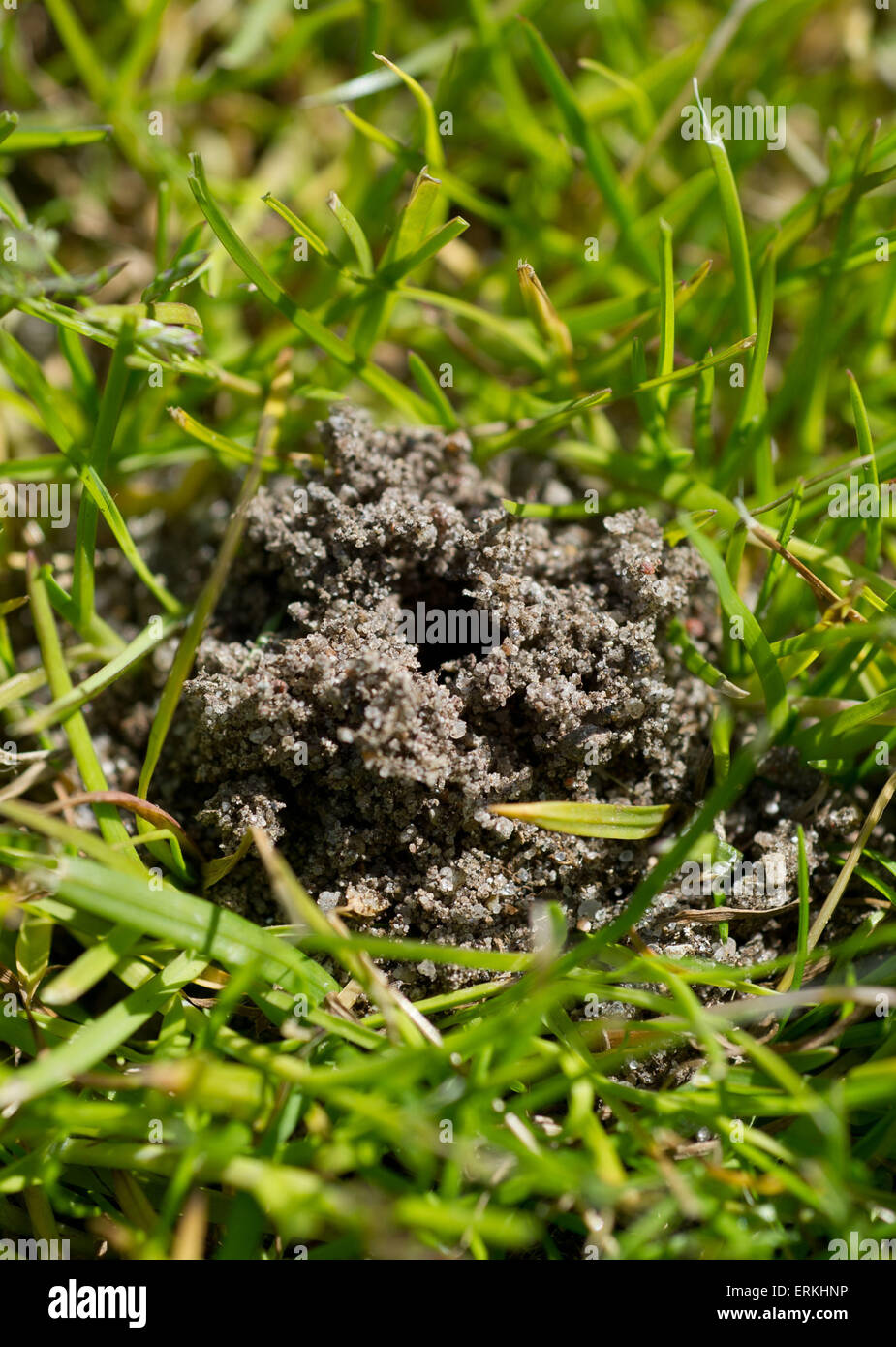 Bergen, Germany. 04th June, 2015. A clump of dirt from the Ernst Moritz ...