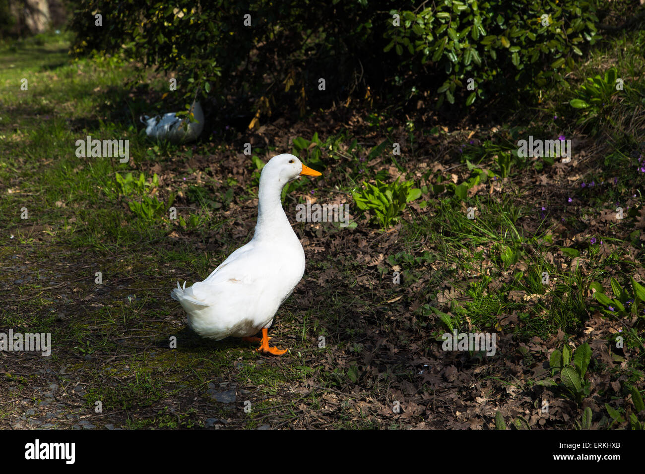 White goose from side view walking on grass Stock Photo - Alamy