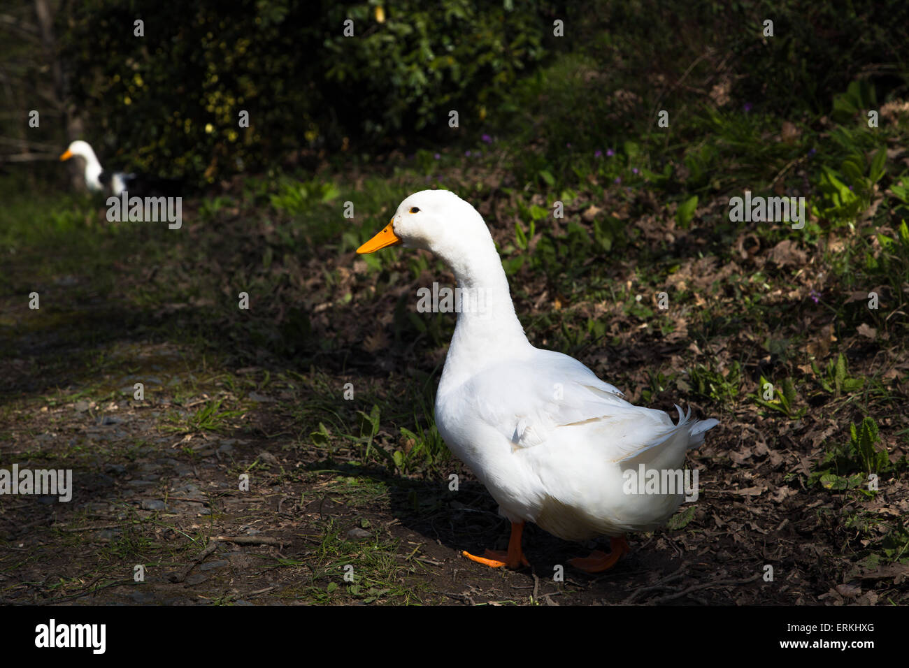 White goose from side view walking on grass Stock Photo - Alamy