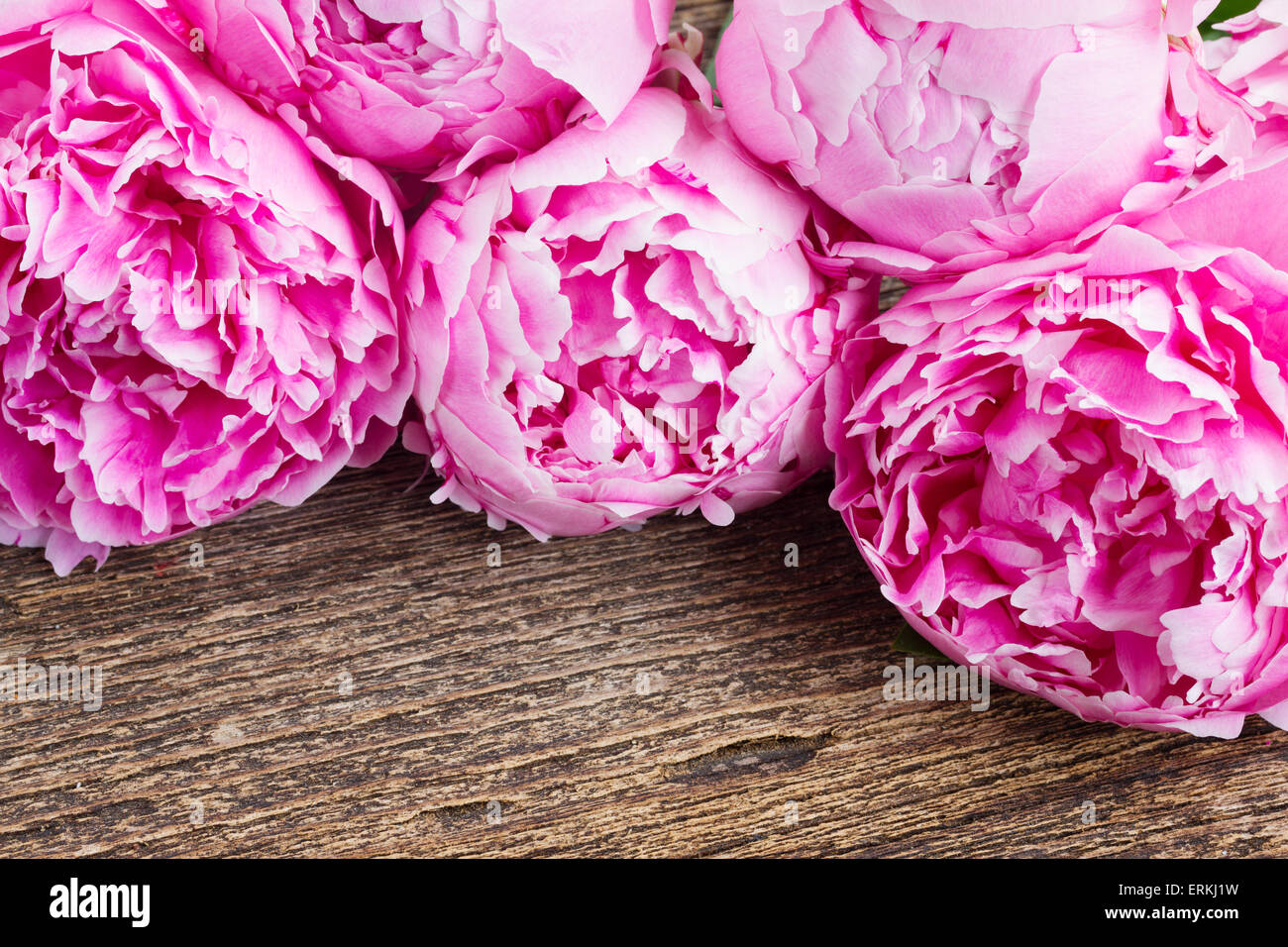 pink and red peonies Stock Photo - Alamy