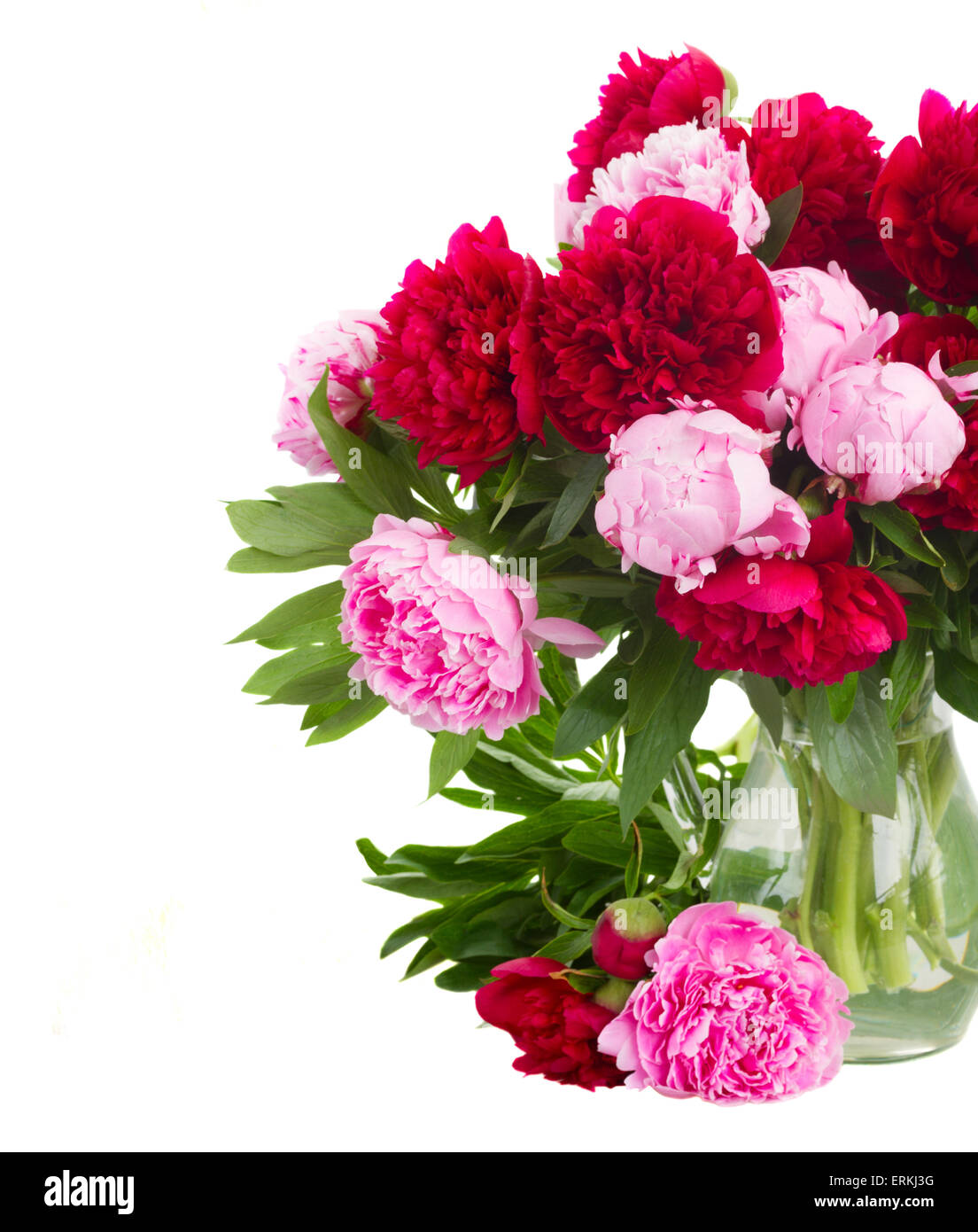 pink and red peonies Stock Photo - Alamy