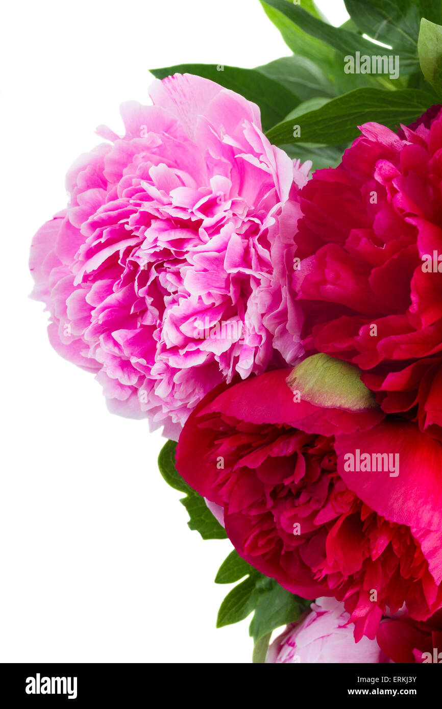 pink and red peonies Stock Photo - Alamy