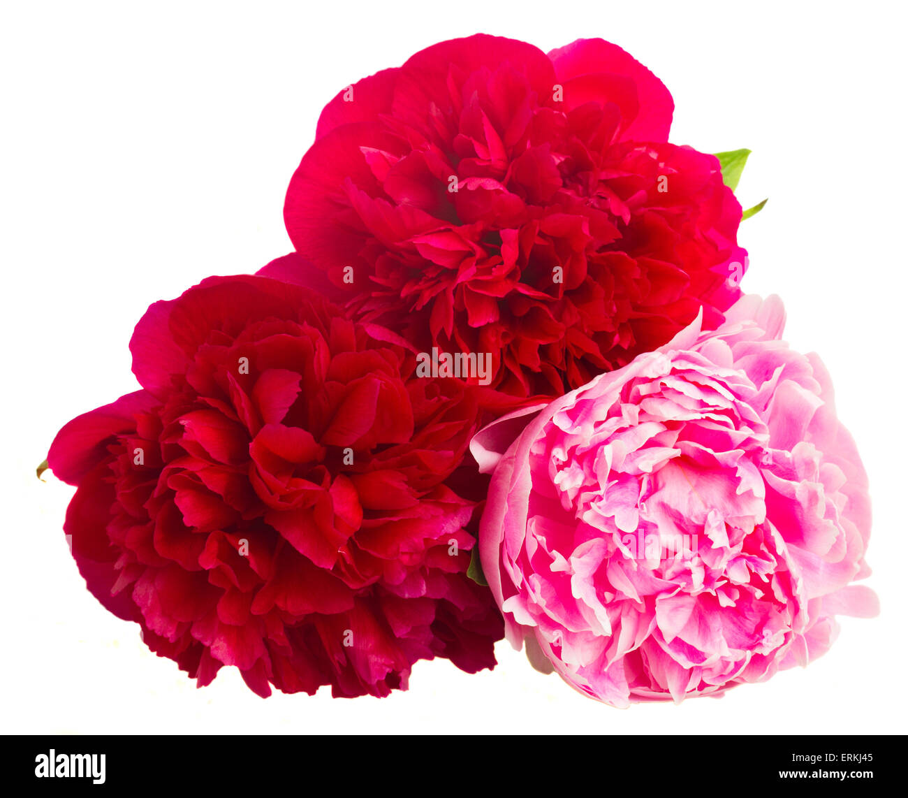 pink and red peonies Stock Photo - Alamy