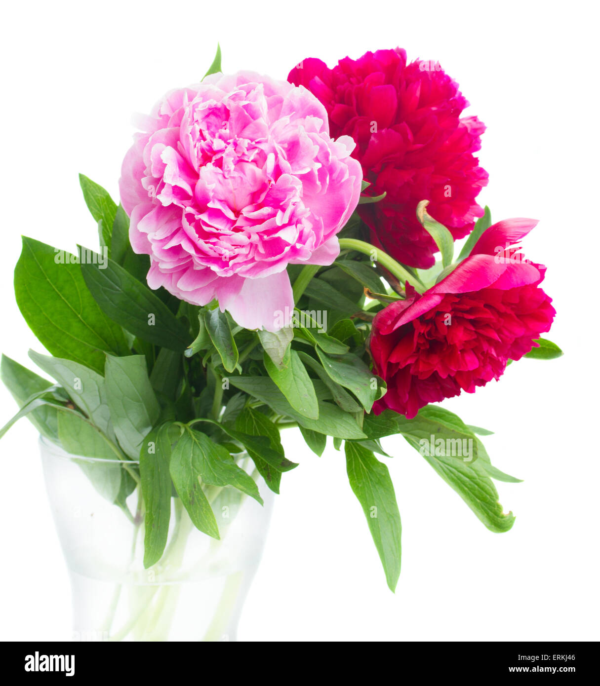 red and pink peonies Stock Photo - Alamy