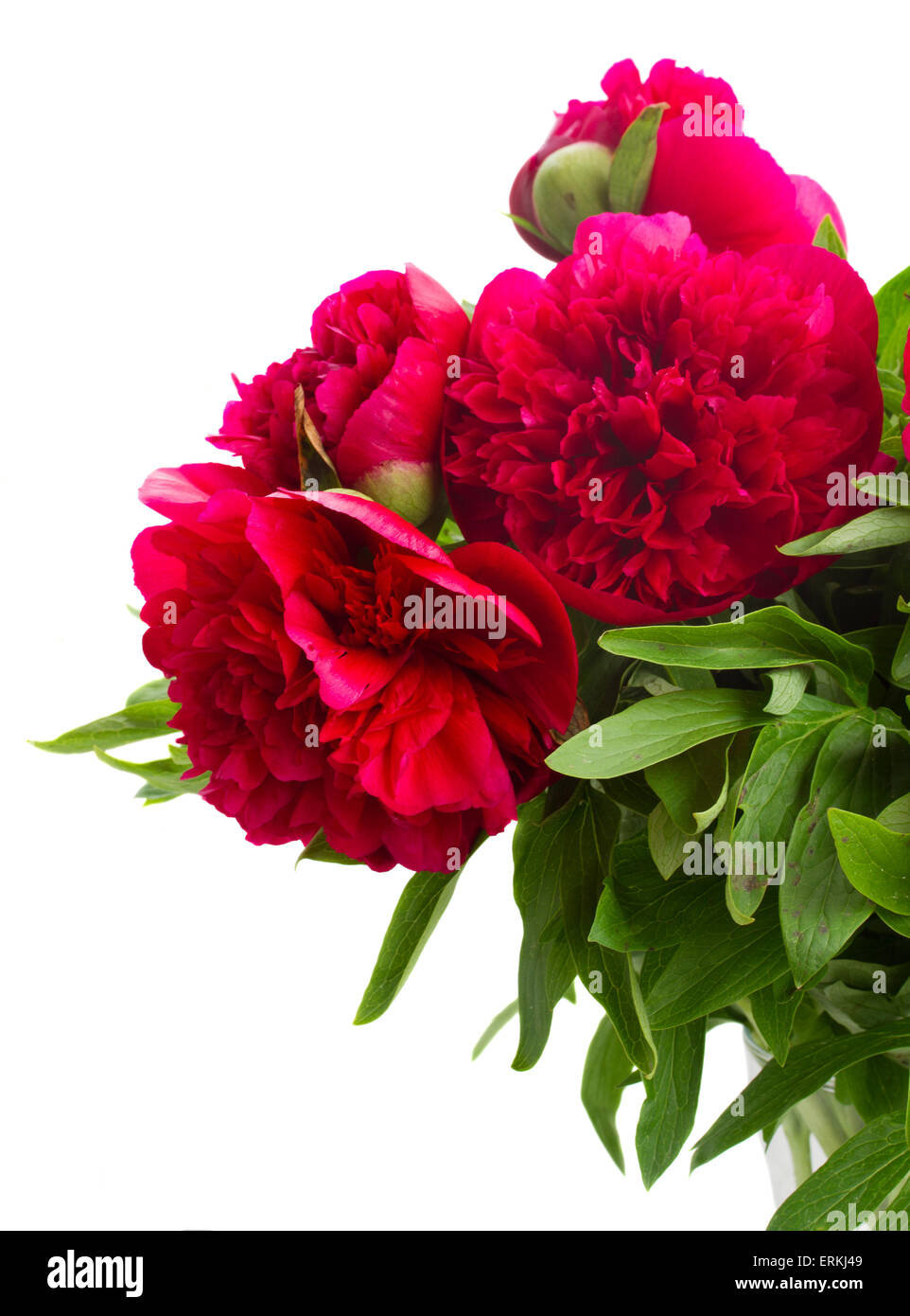 red peonies Stock Photo - Alamy