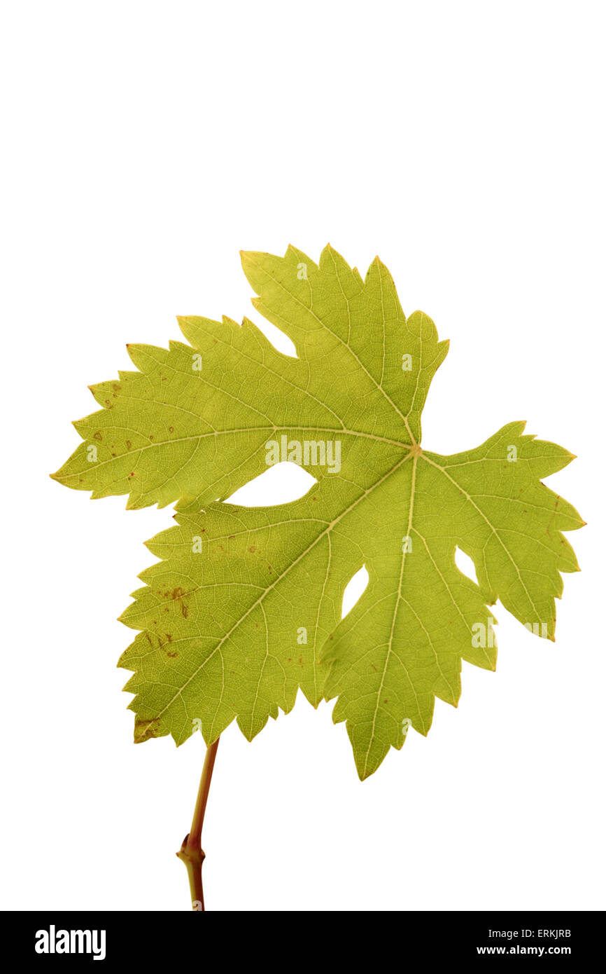 Vineyard rural summer autumn Cut Out Stock Images & Pictures - Alamy