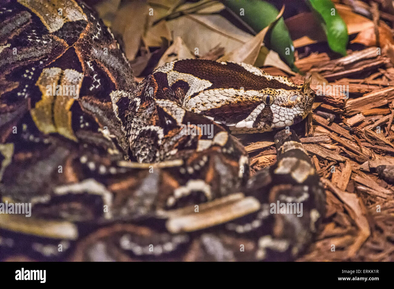 Copperhead snake hi-res stock photography and images - Alamy