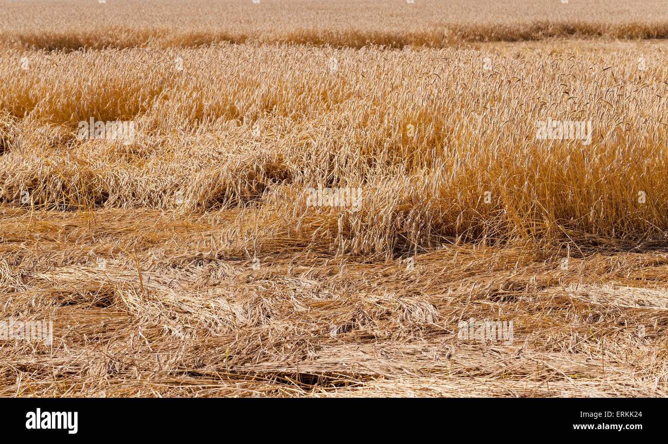 Crop field agriculture damaged ruined rural scene hi-res stock ...