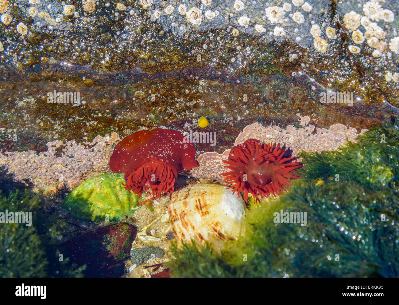 Invertebrate rock pool hi-res stock photography and images - Alamy